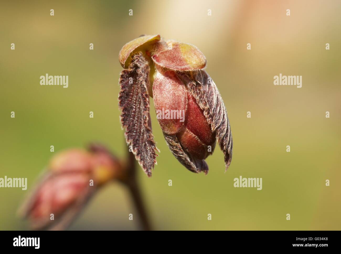Nut blossom hi-res stock photography and images - Alamy