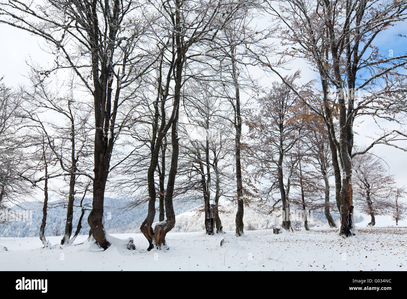 First winter snow and last autumn leafs in forest Stock Photo - Alamy