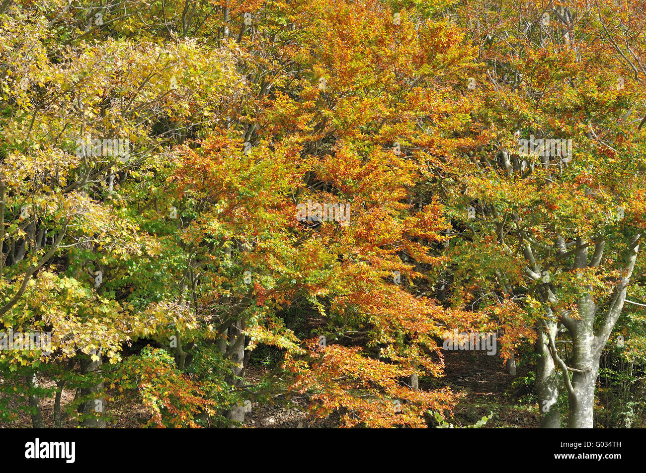 autumn leaves #4 Stock Photo - Alamy