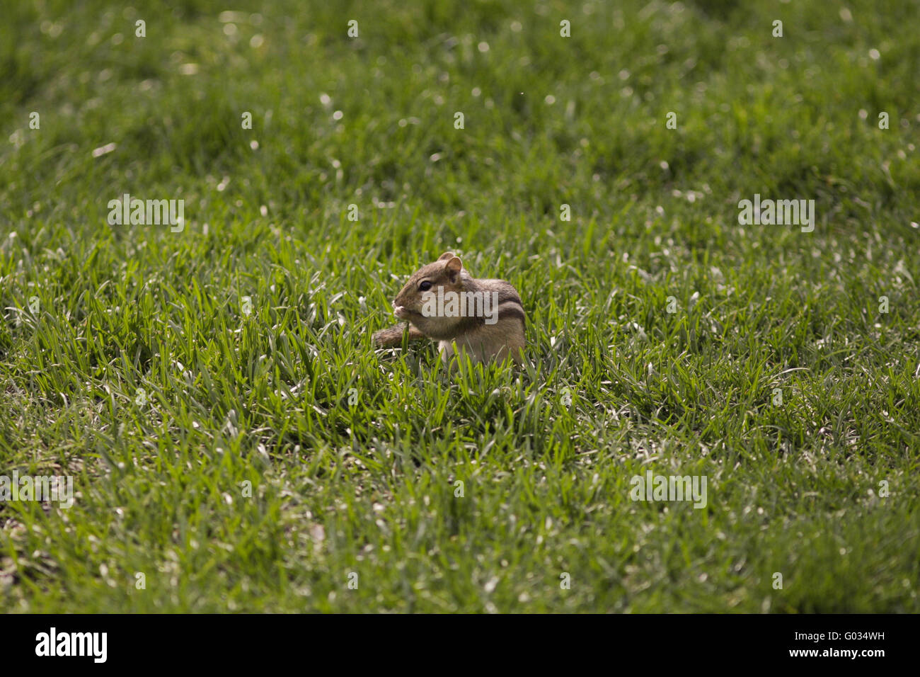 Fuzzy chipmunk hi-res stock photography and images - Alamy