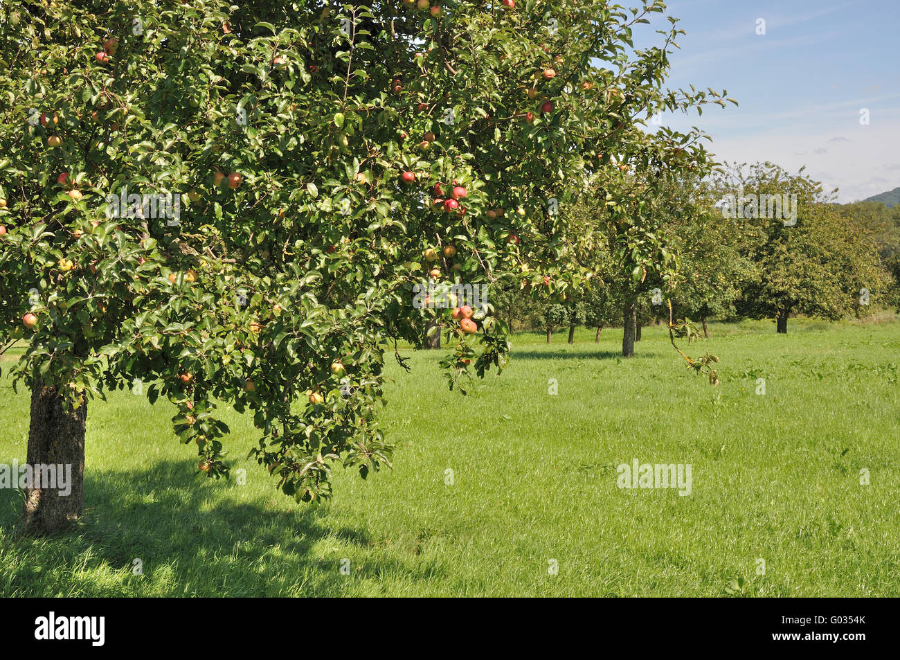 Fruit trees in field hi-res stock photography and images - Alamy