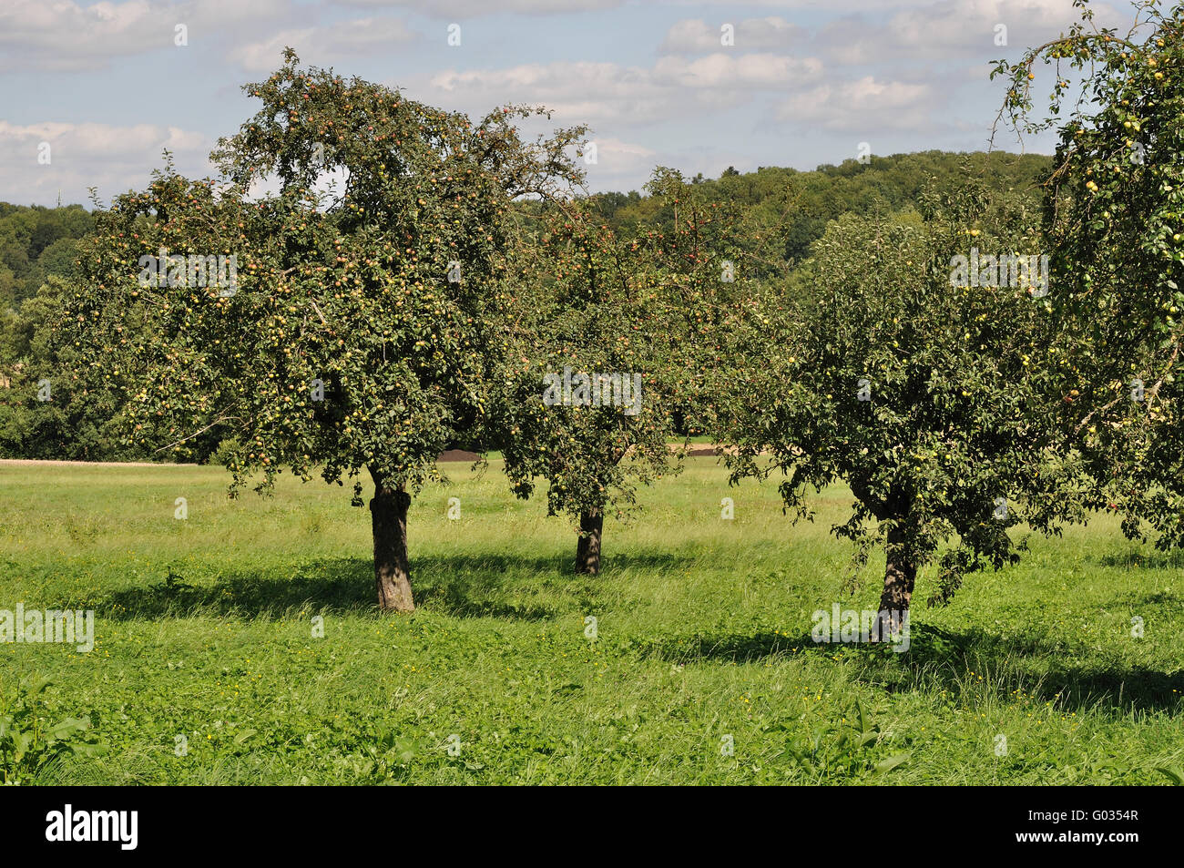 fruit trees in field #5, baden Stock Photo - Alamy
