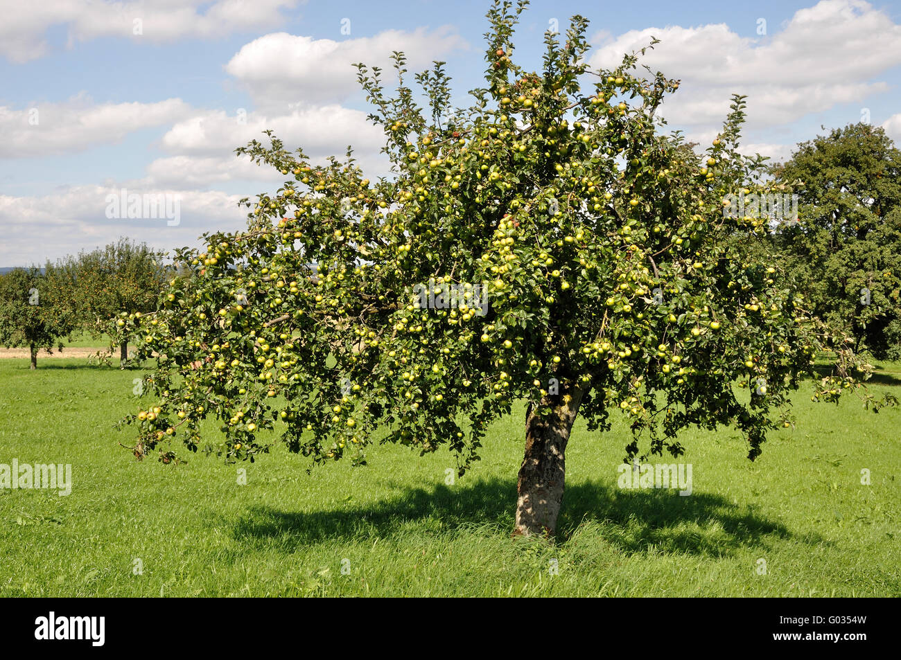 fruit trees in field #4, baden Stock Photo - Alamy