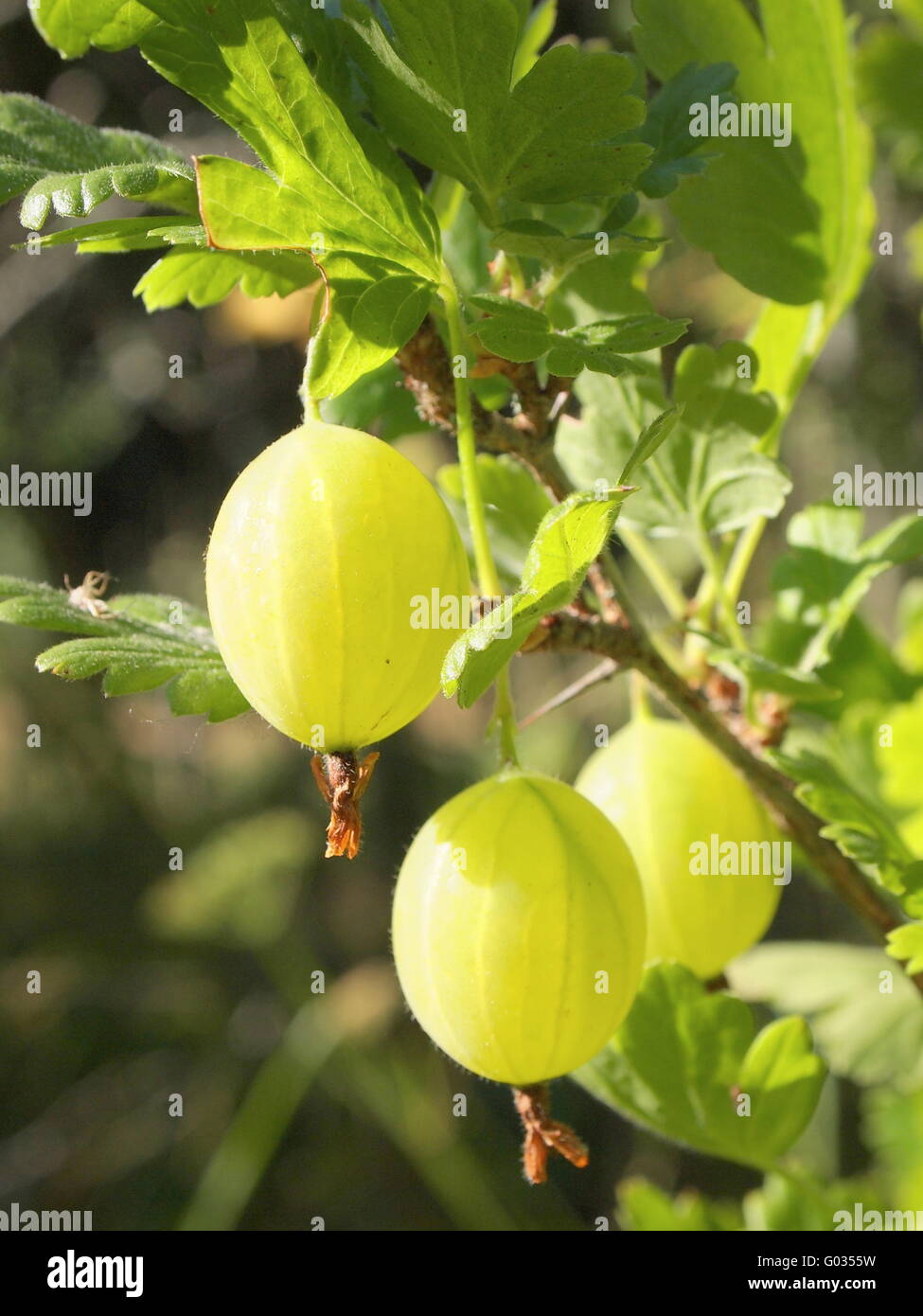 Green gooseberries bush leaf hi-res stock photography and images - Alamy