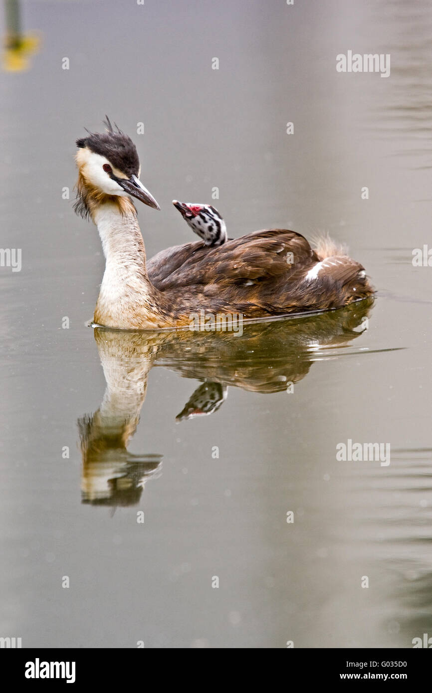 great crested grebe Stock Photo - Alamy