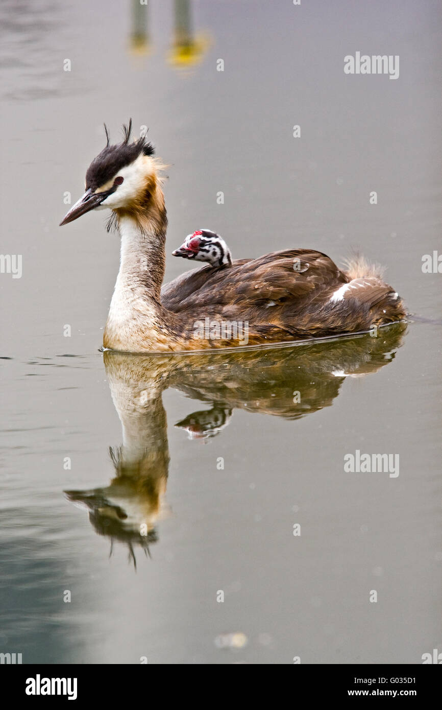 great crested grebe Stock Photo - Alamy