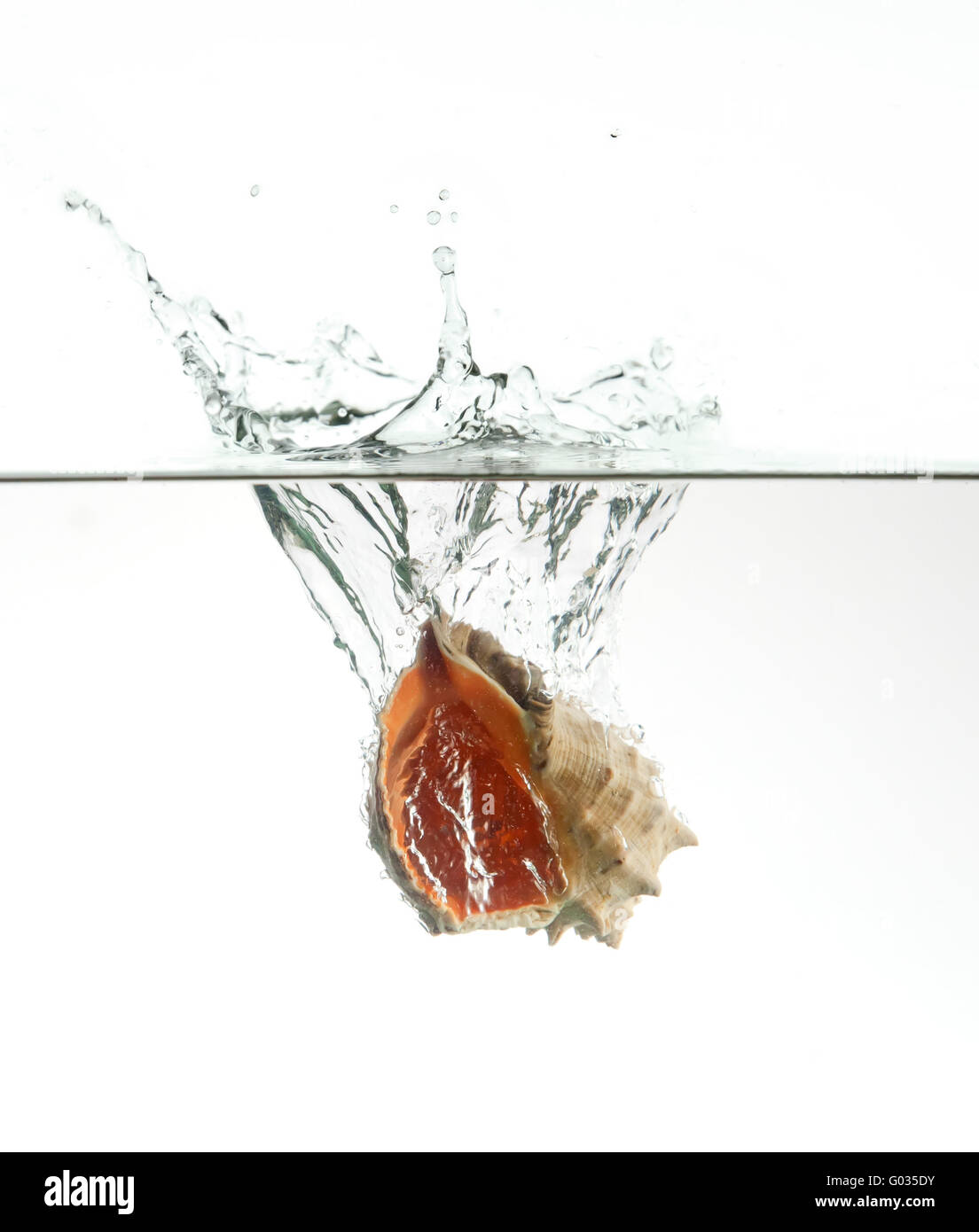 Seashell in water splash isolated on white background Stock Photo - Alamy