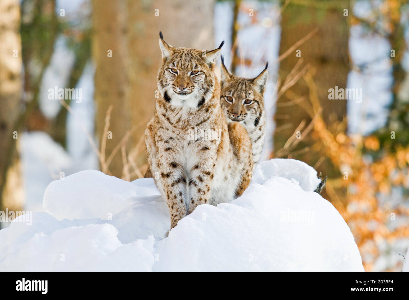 Lynx lynx snow hi-res stock photography and images - Alamy