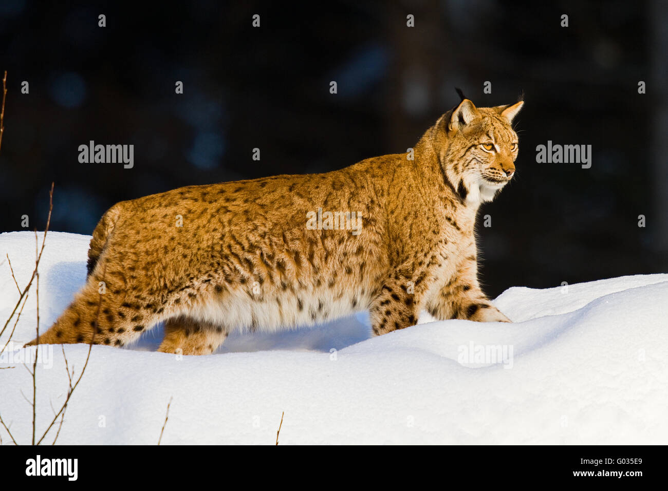 lynx in snow Stock Photo - Alamy