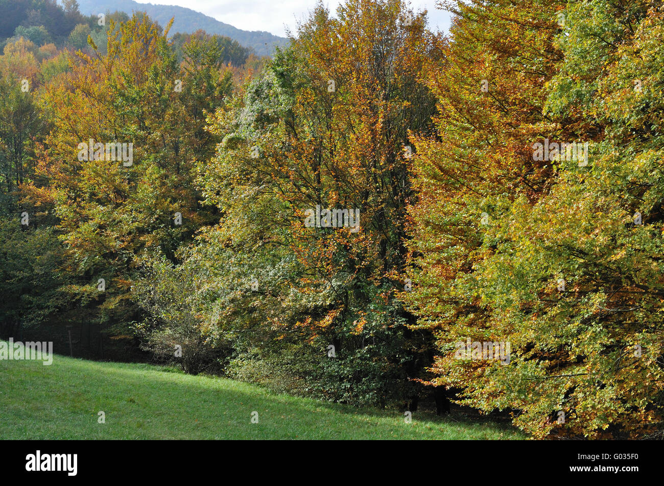 colorful autumn trees, cisa Stock Photo - Alamy