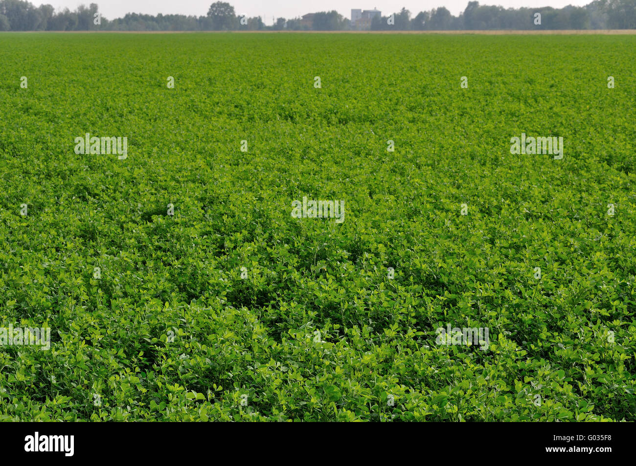 field of cloverleaf, emilia Stock Photo - Alamy