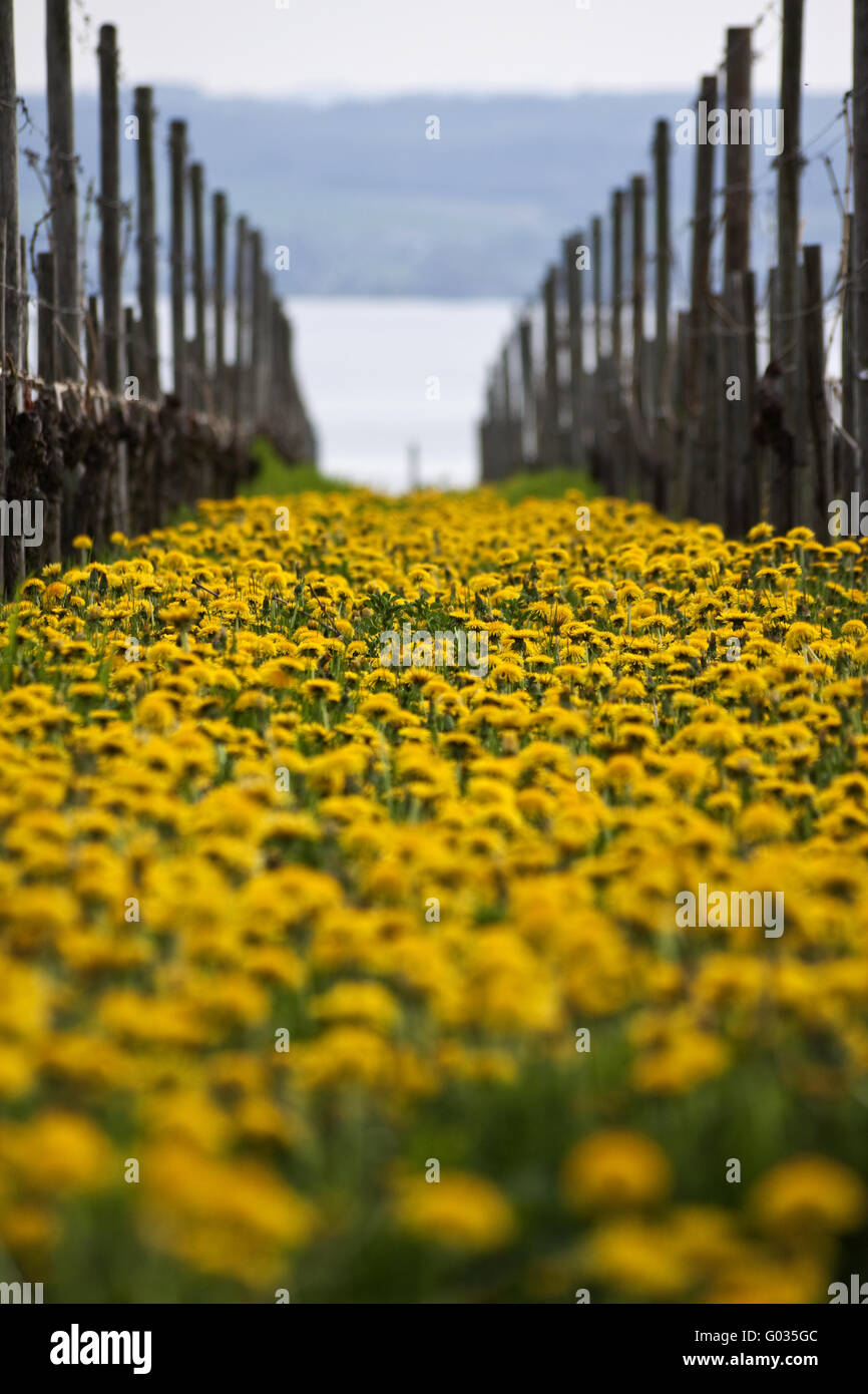 grapevine in spring Stock Photo - Alamy