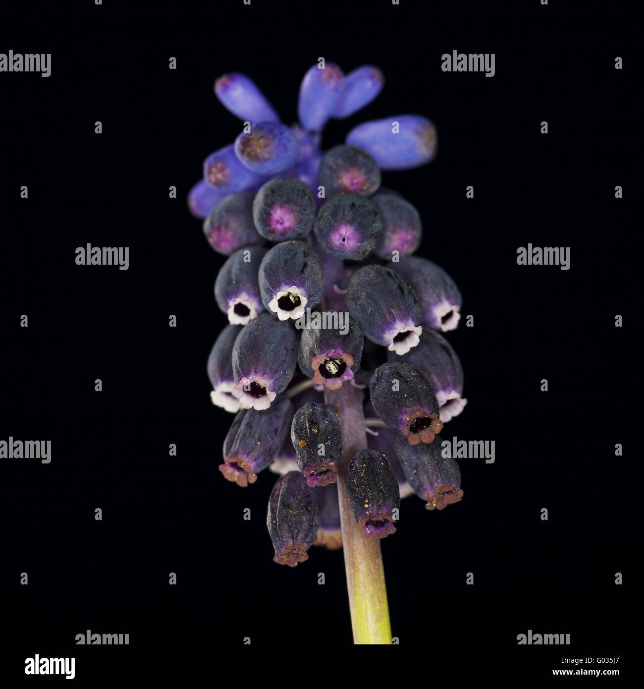 grape hyacinth (Muscari botryoides] Stock Photo - Alamy