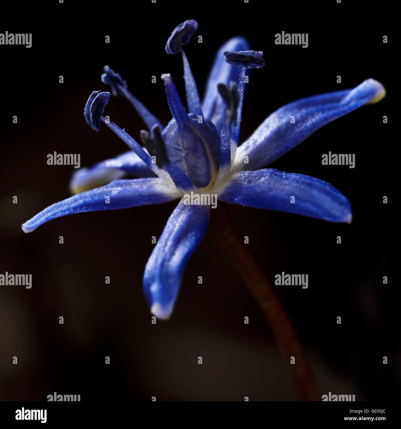 alpine squill (Scilla bifolia Stock Photo - Alamy