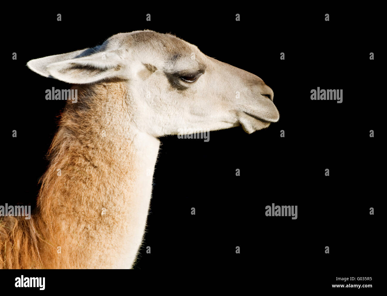 Head and neck of a llama over black background Stock Photo - Alamy
