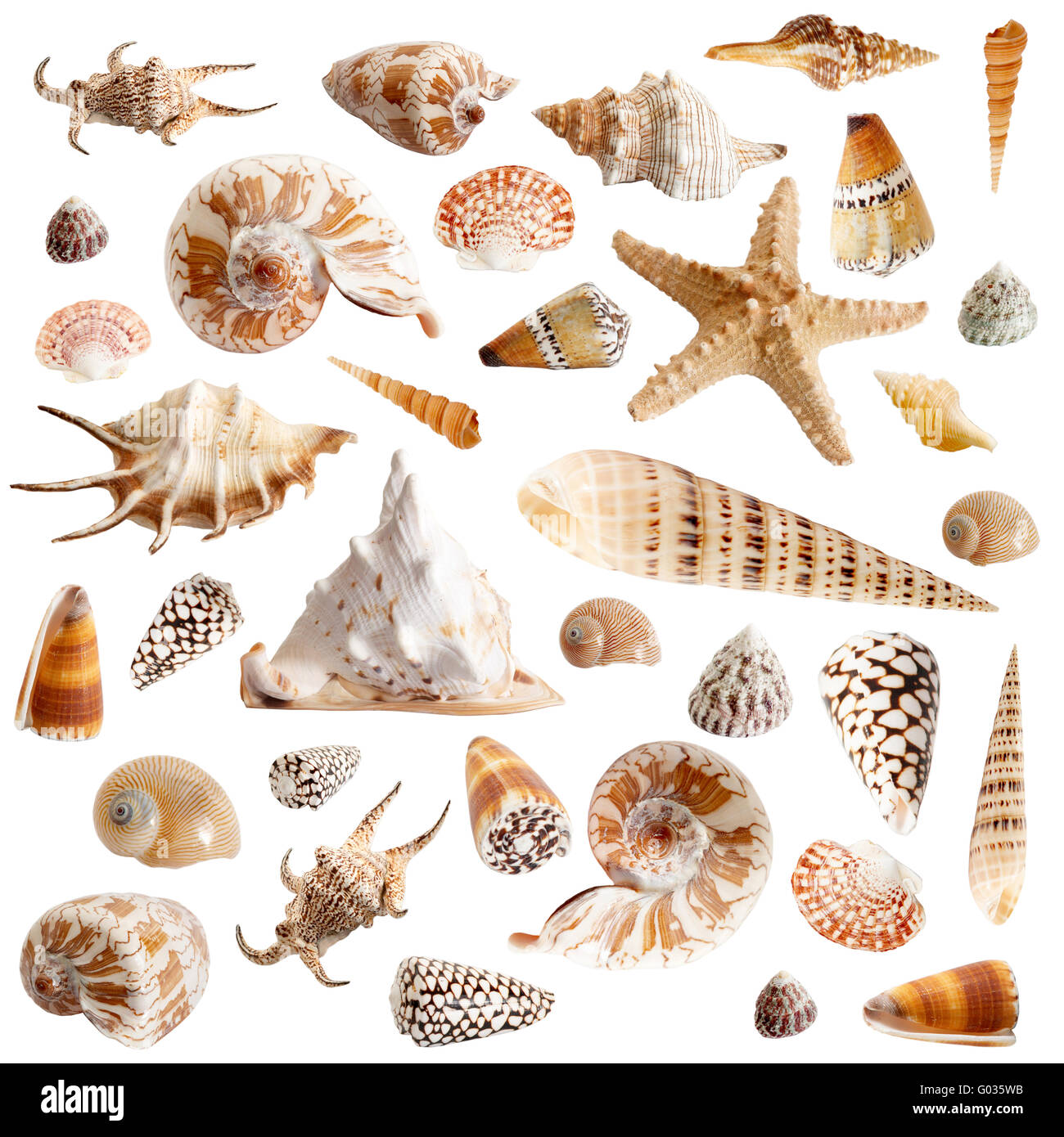Shell art Cut Out Stock Images & Pictures - Alamy