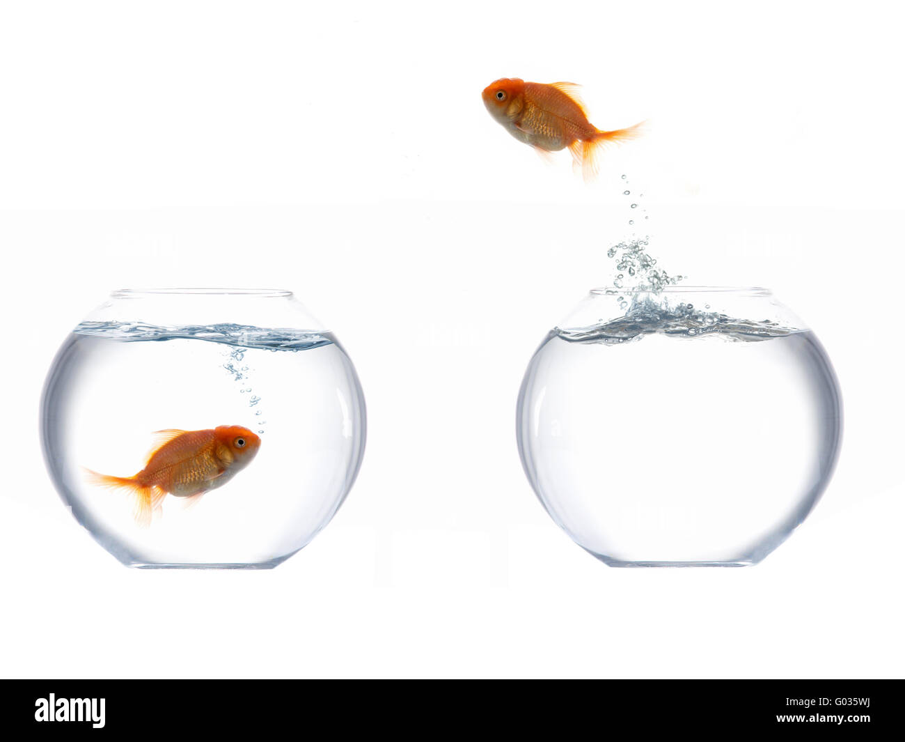 Gold fish bowl jump hi-res stock photography and images - Alamy