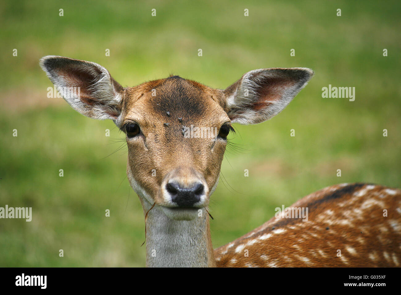 Hoofed deer hi-res stock photography and images - Alamy