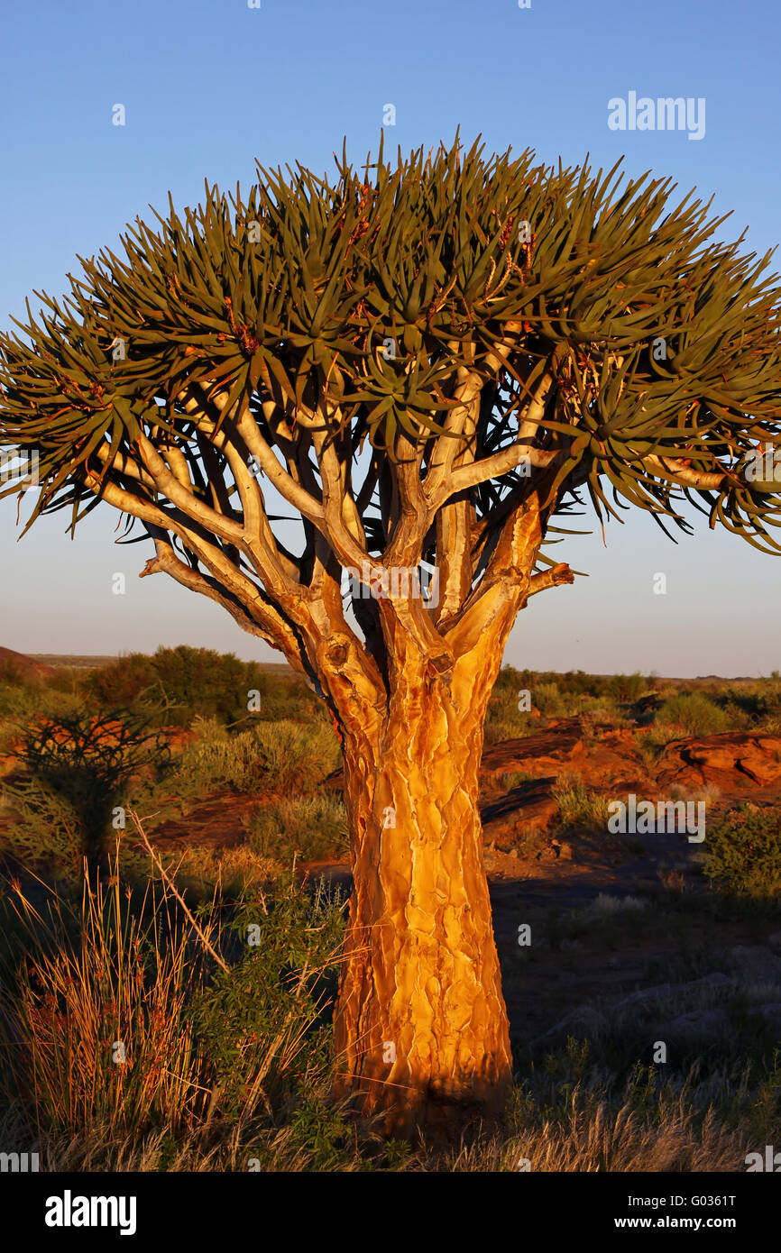 quiver tree with morning light, southern africa Stock Photo - Alamy