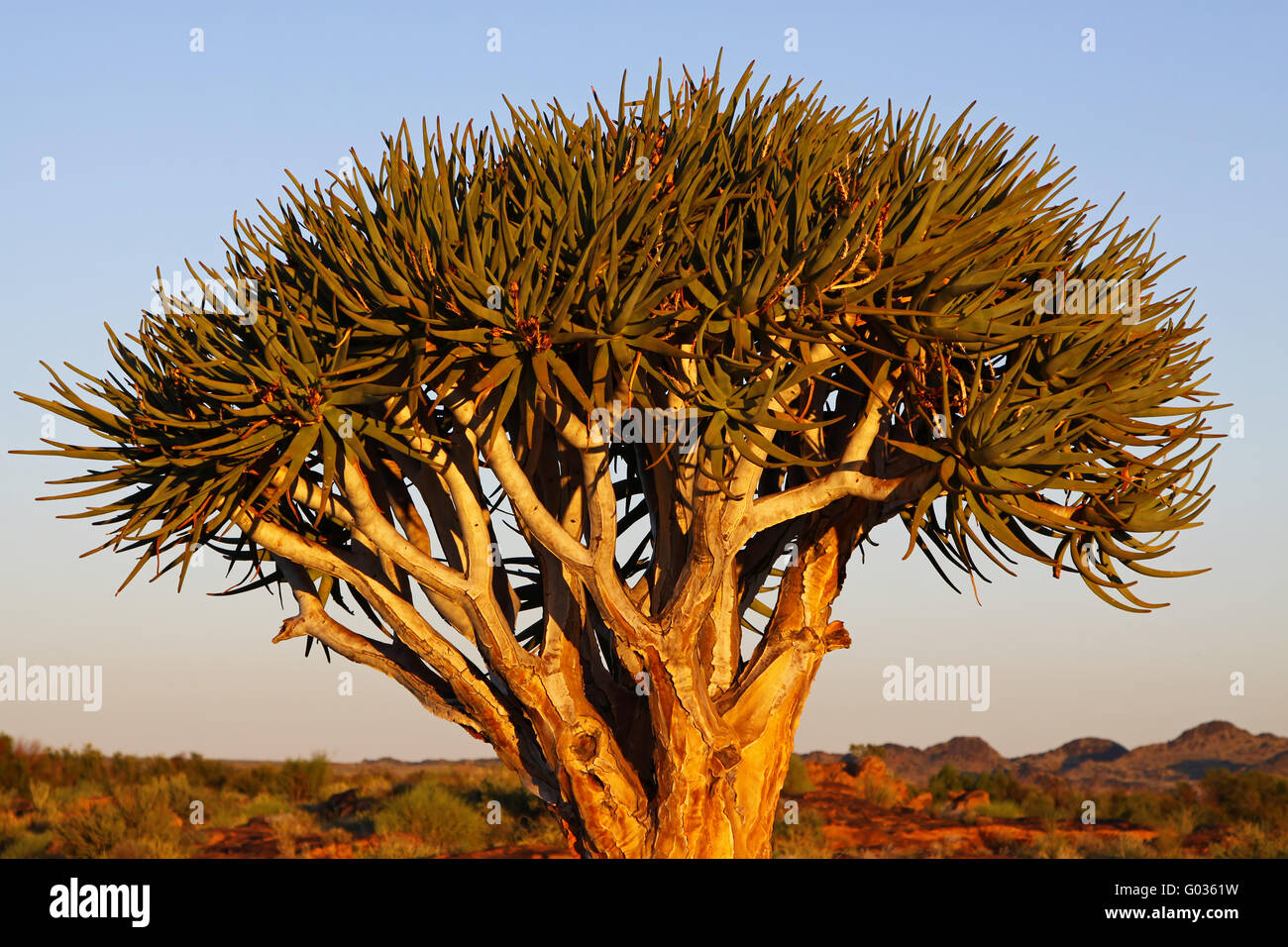 African early morning light hi-res stock photography and images - Alamy