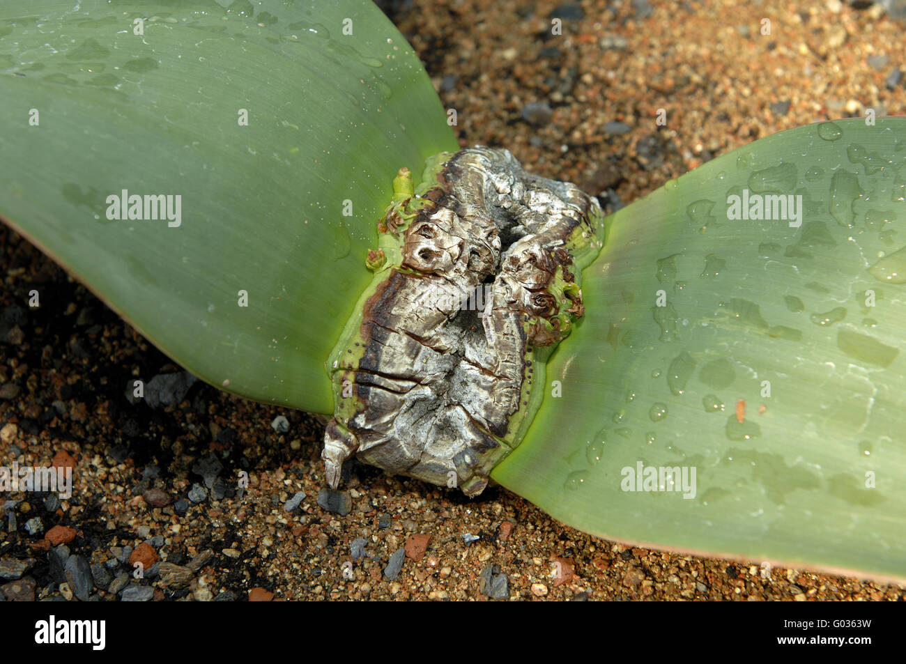 Leave base of the stem of Welwitschia mirabilis Stock Photo - Alamy
