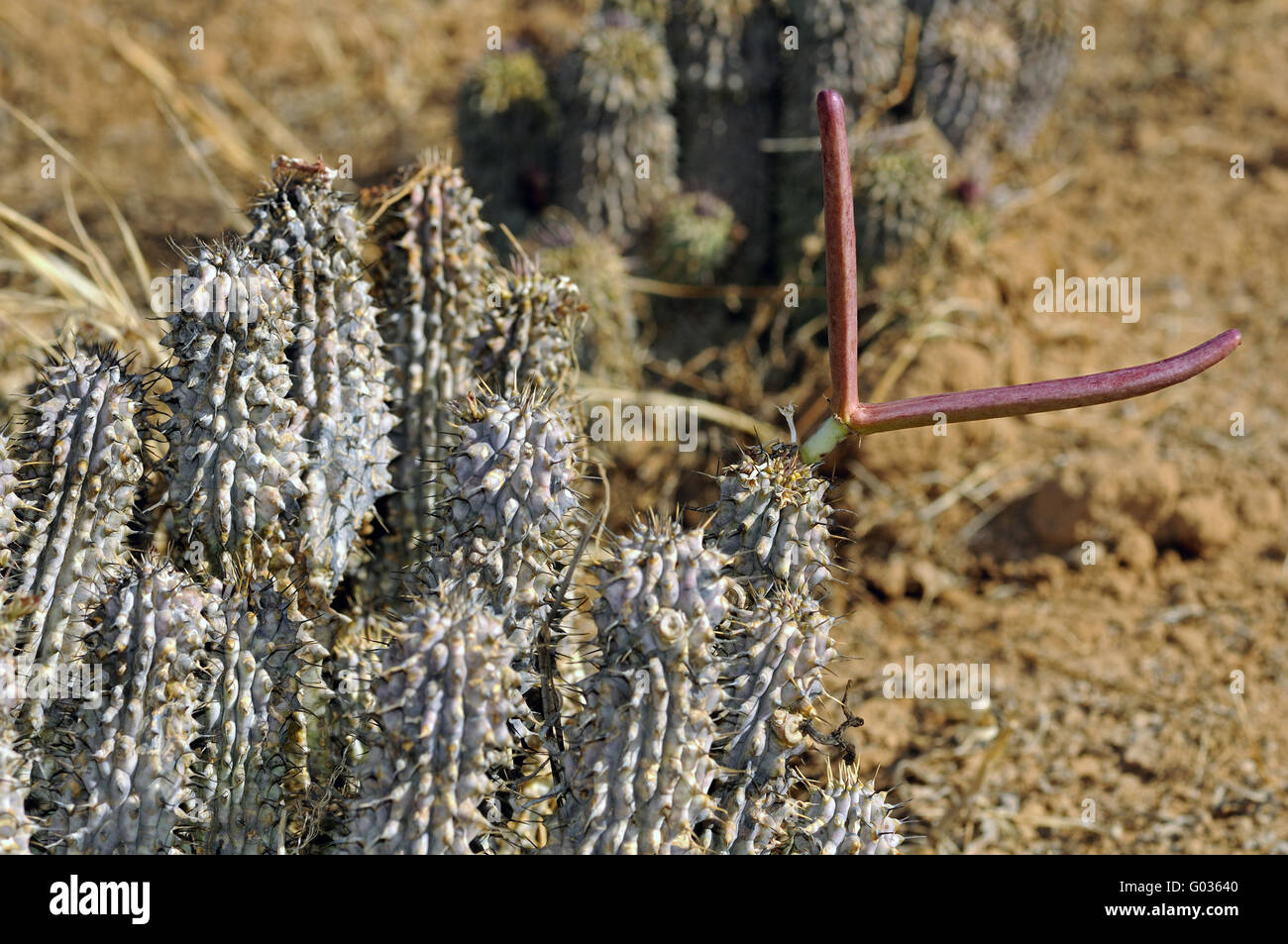 Hoodia gordonii hi-res stock photography and images - Alamy