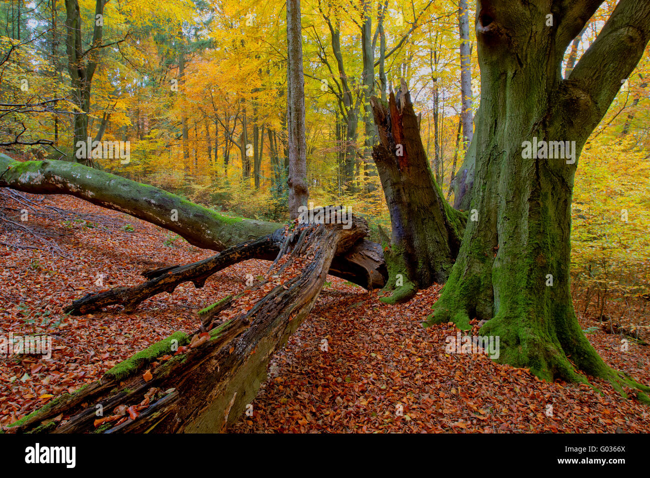Oldest tree hi-res stock photography and images - Alamy