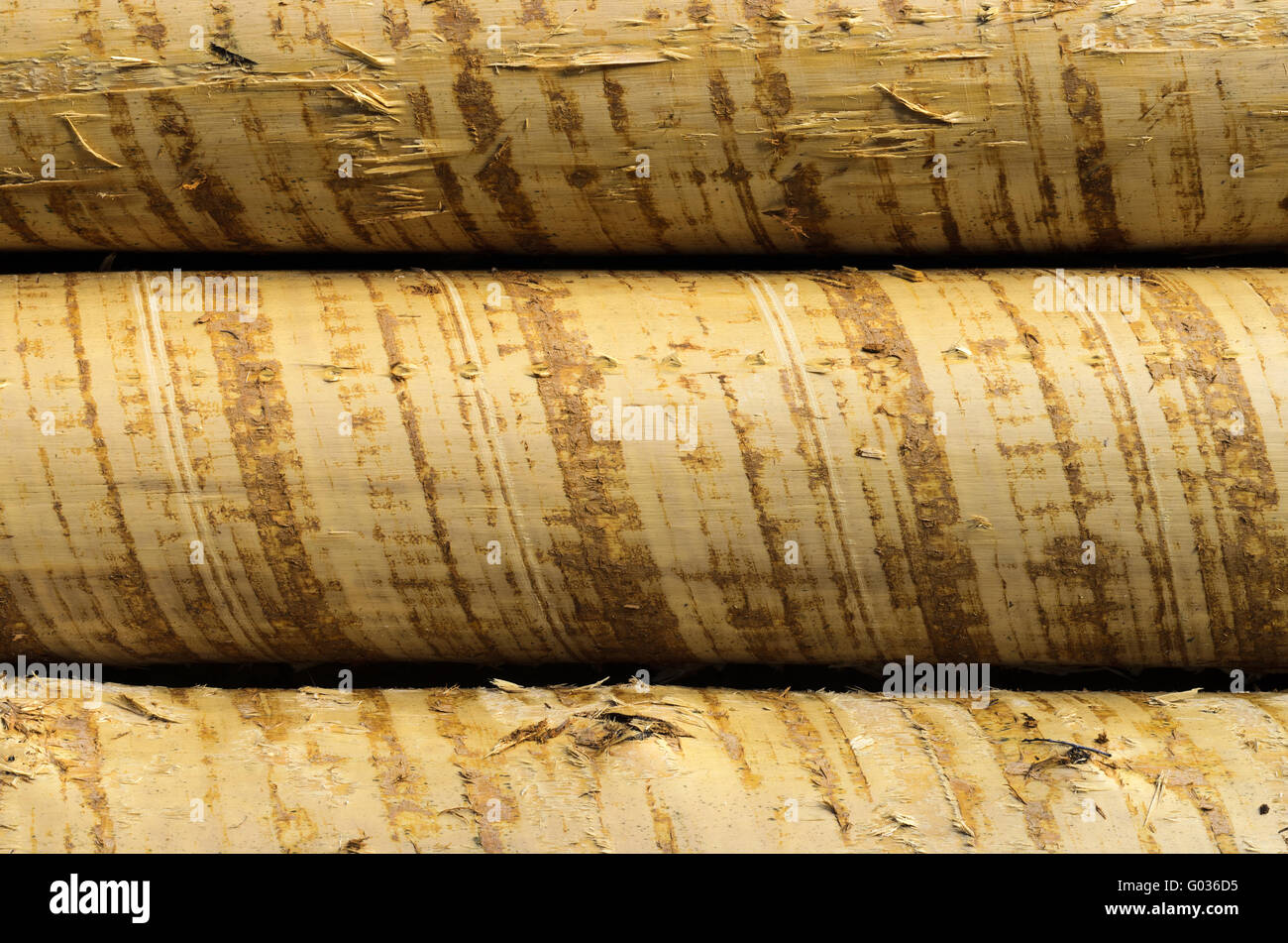 Decorticating bark hi-res stock photography and images - Alamy