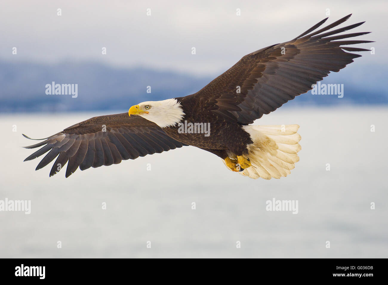 Eagle soaring mountains hi-res stock photography and images - Alamy
