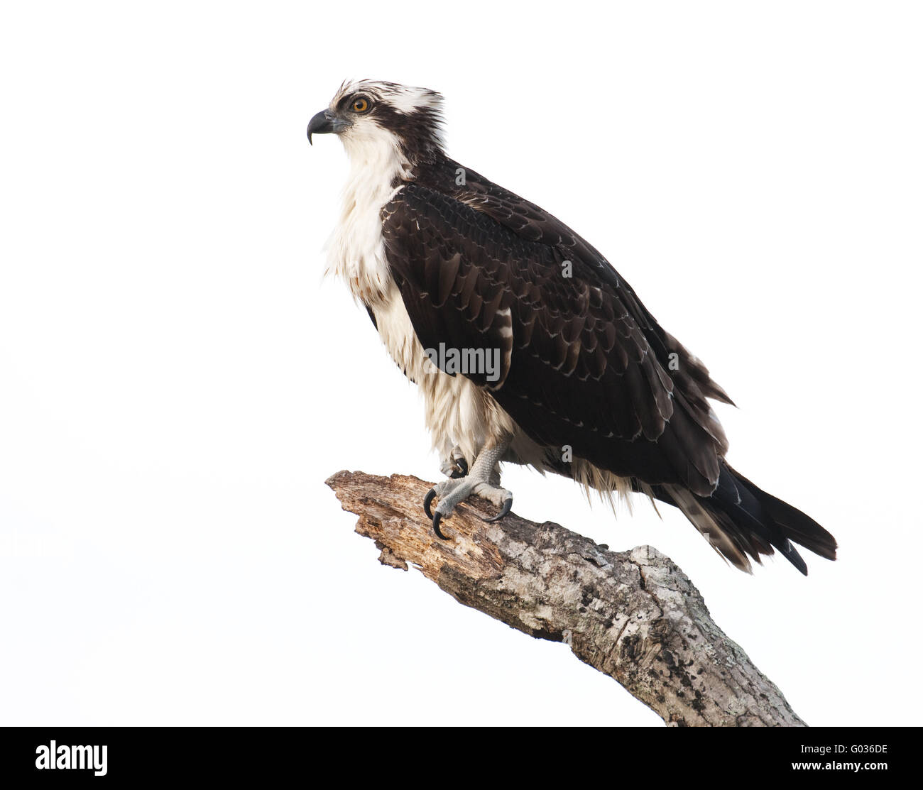 Europe birds Cut Out Stock Images & Pictures - Alamy