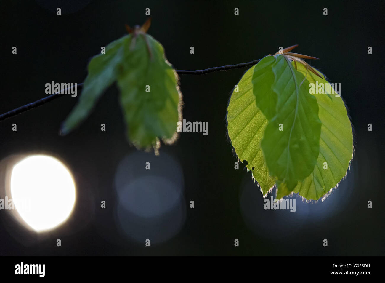 Fagus sylvatica subsp moesiaca hi-res stock photography and images - Alamy