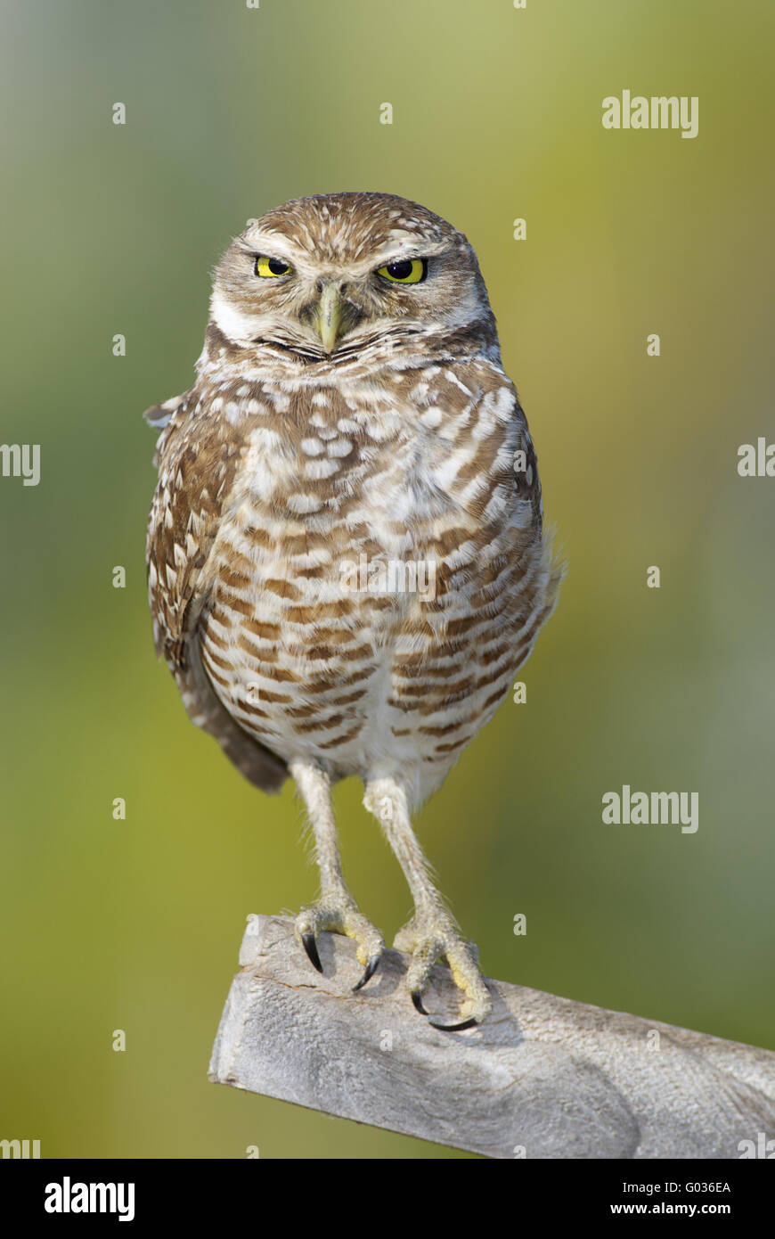 Burrowing owl an endangered species hi-res stock photography and images ...