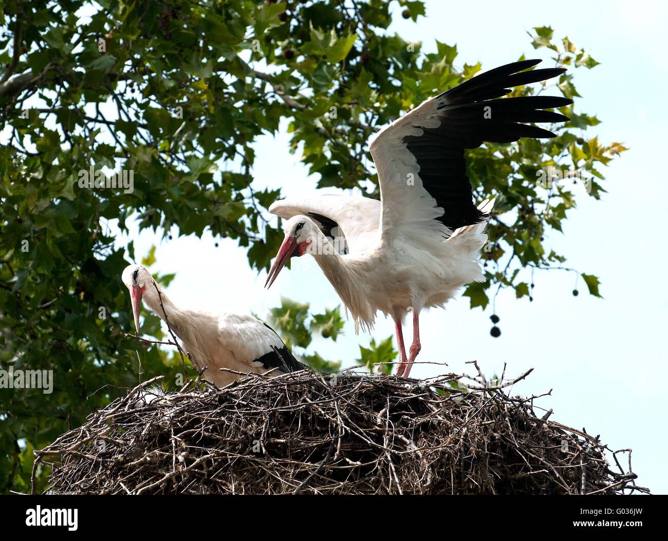 Nesting storchs hi-res stock photography and images - Alamy