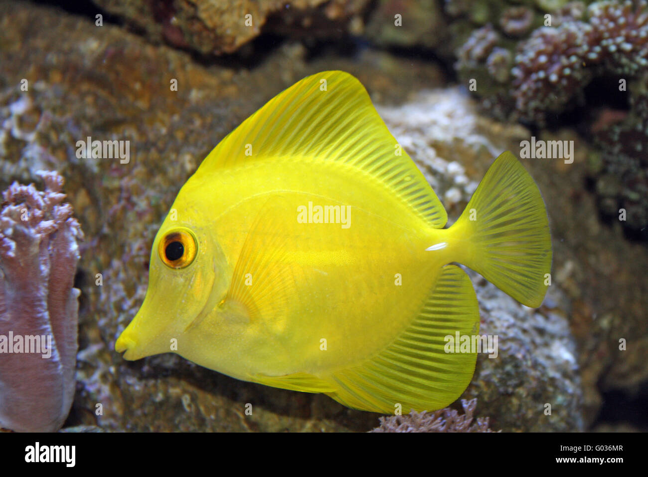 yellow tang fish Stock Photo - Alamy