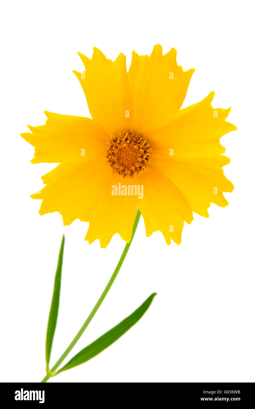 Coreopsis flower Cut Out Stock Images & Pictures - Alamy