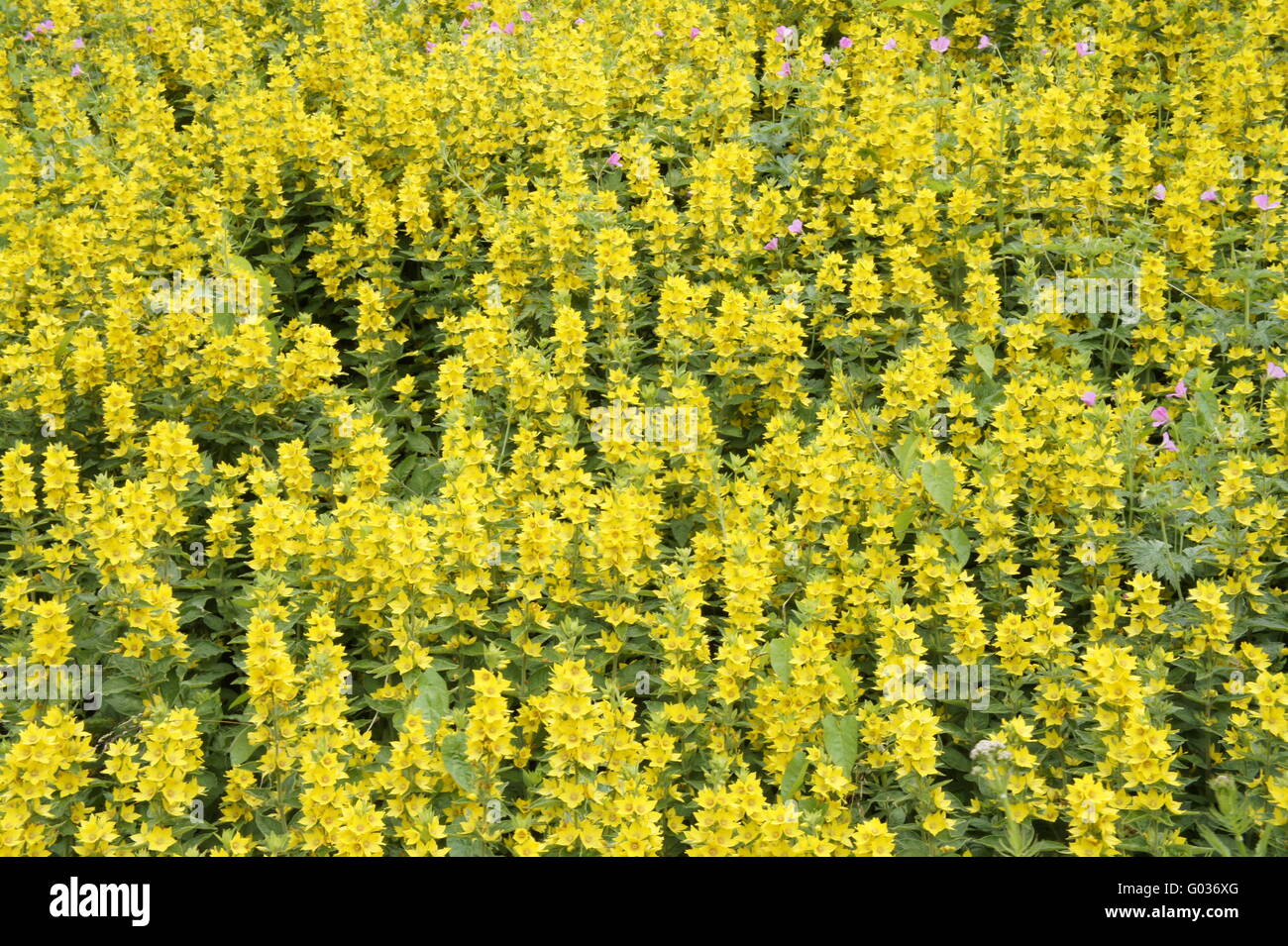 Mello yello hi-res stock photography and images - Alamy