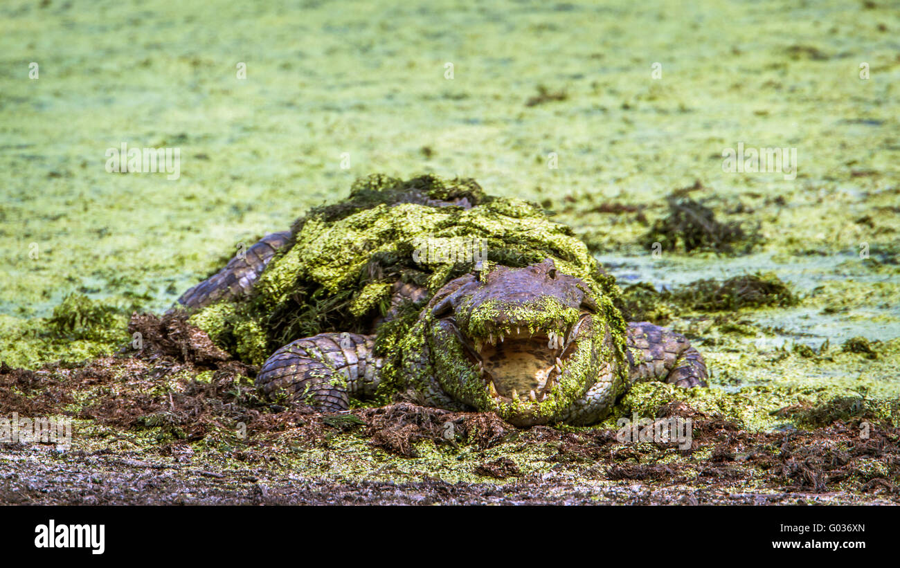 nile crocodile in Kruger national park, South Africa ; Specie ...
