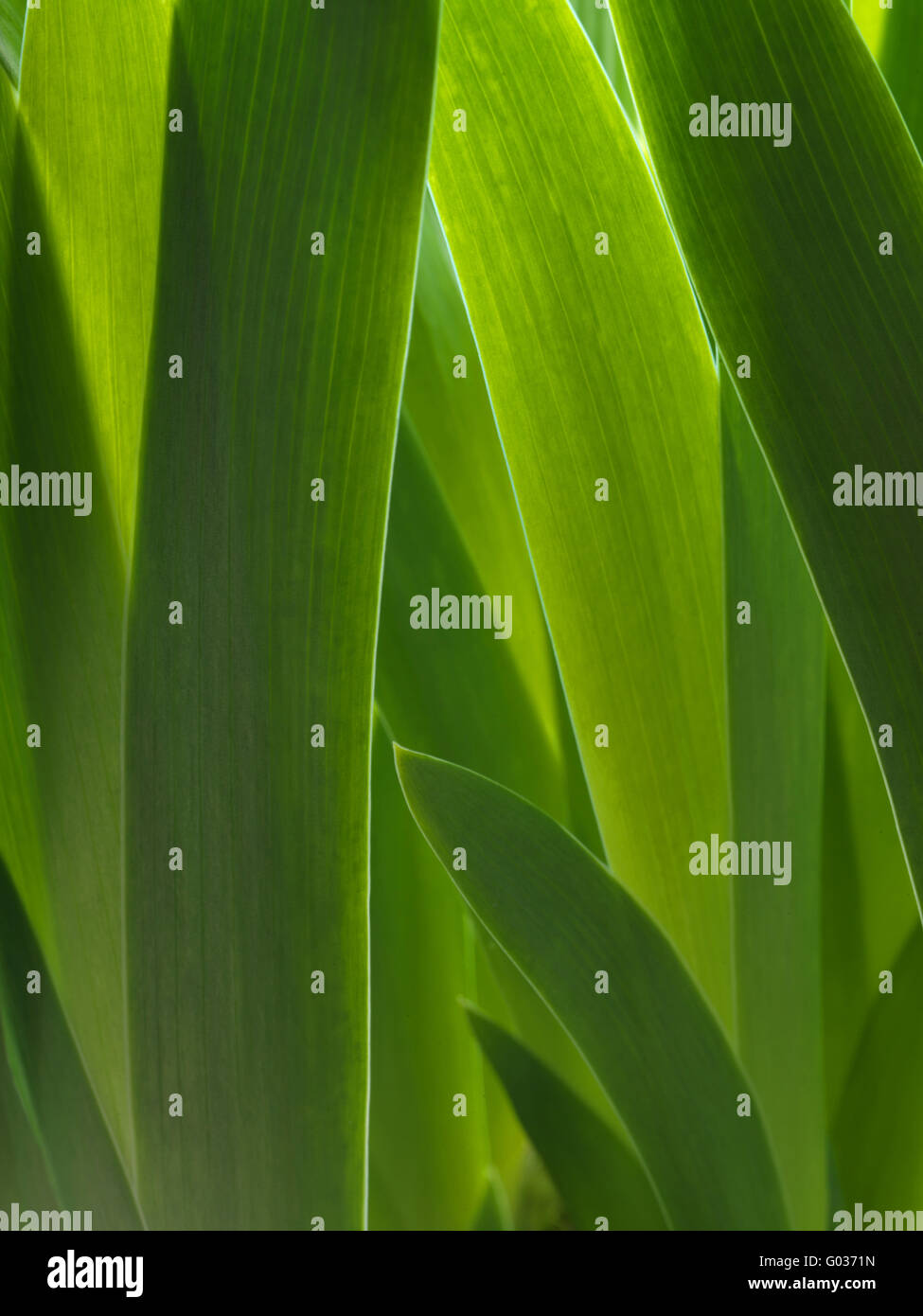 Chlorophyll Frisch High Resolution Stock Photography and Images - Alamy