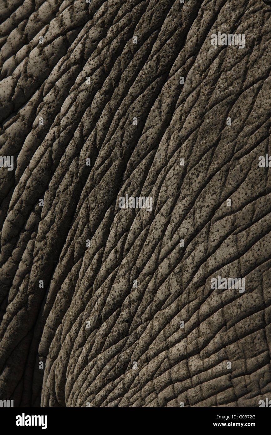 Free wildlife hi-res stock photography and images - Alamy