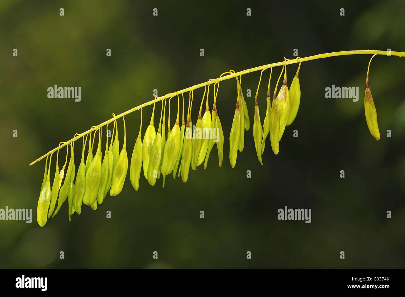 Makro pod hi-res stock photography and images - Alamy
