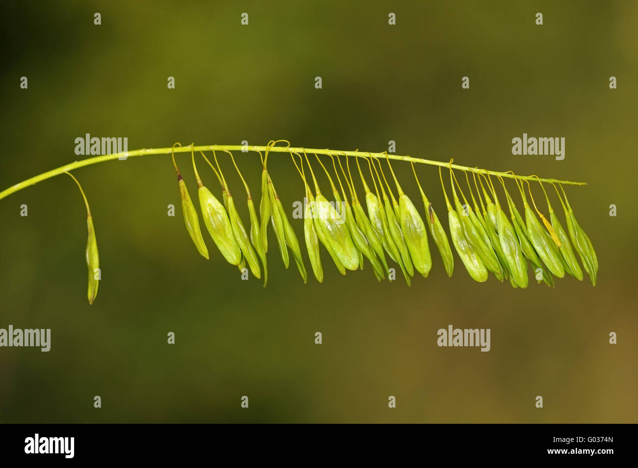 Makro pod hi-res stock photography and images - Alamy
