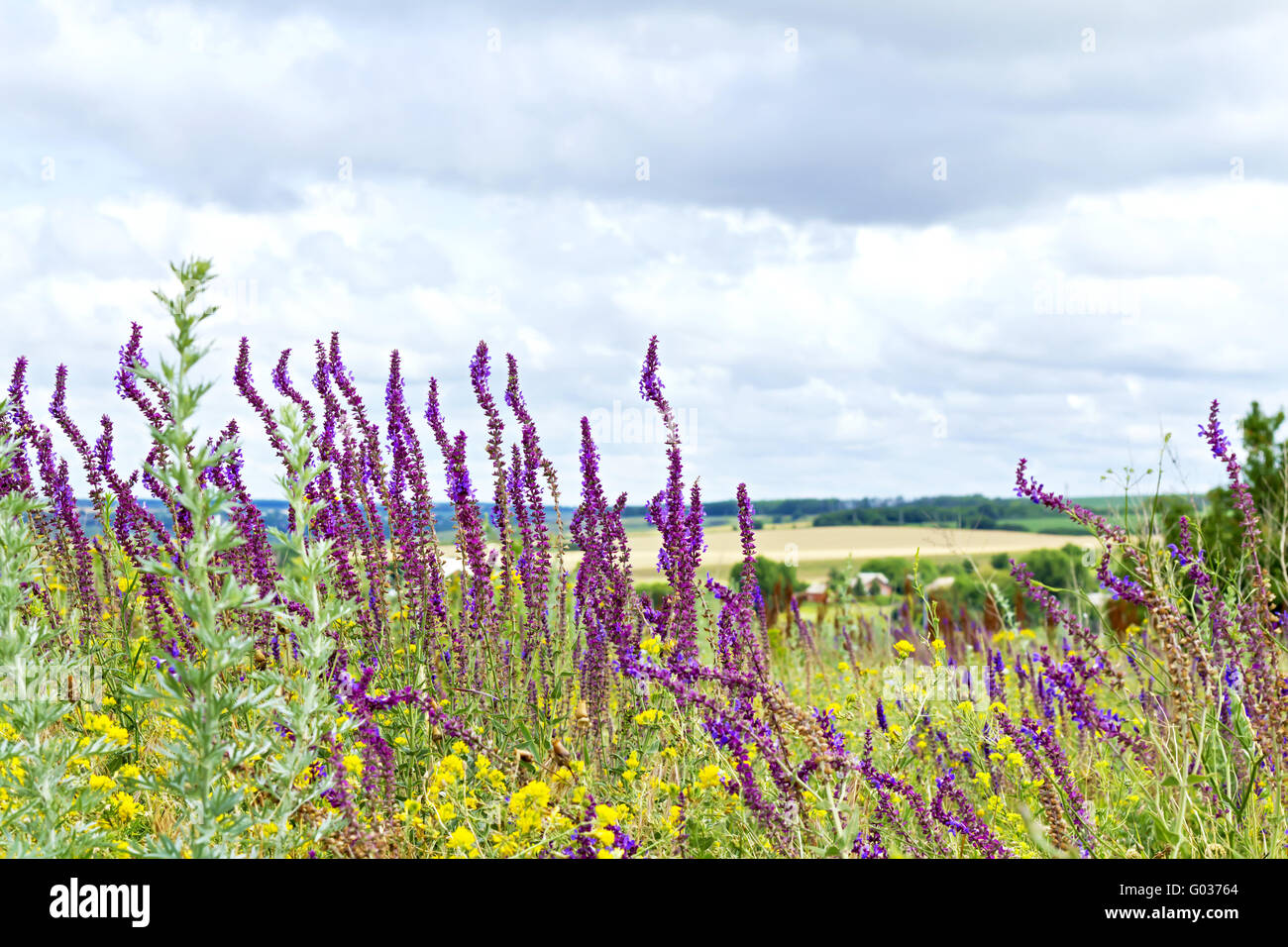 view the sky through the green grass with pink flo Stock Photo - Alamy