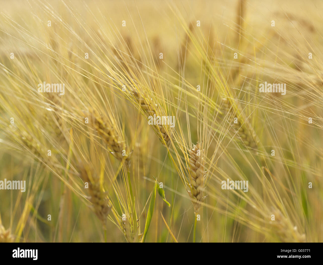 Fibre farmer hi-res stock photography and images - Alamy