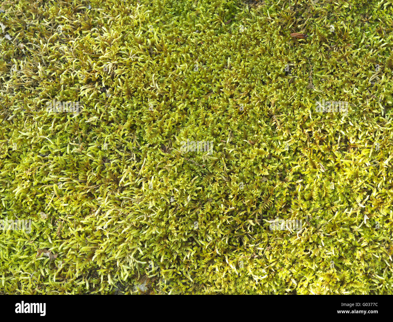 Detailed moss hi-res stock photography and images - Alamy