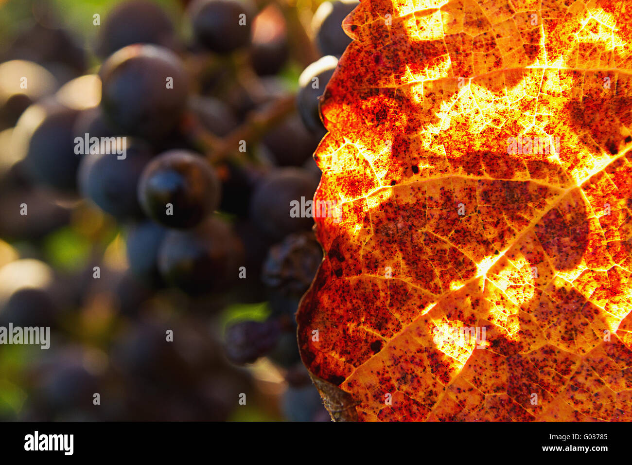 Colored foliage of vines Stock Photo - Alamy