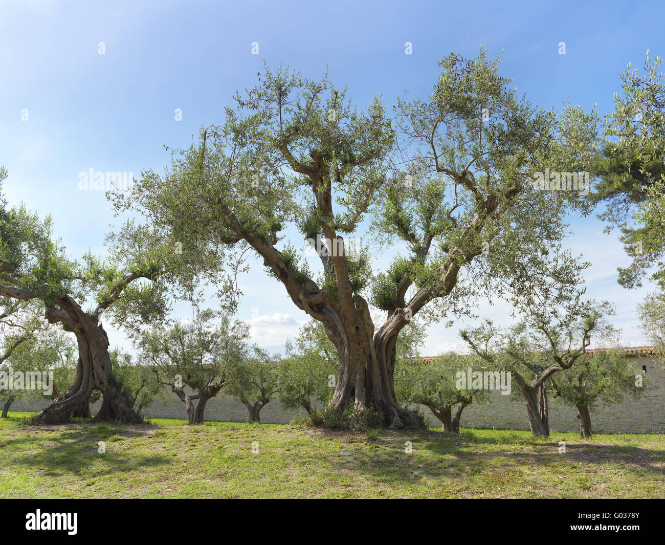 Olive grove turkey hi-res stock photography and images - Alamy