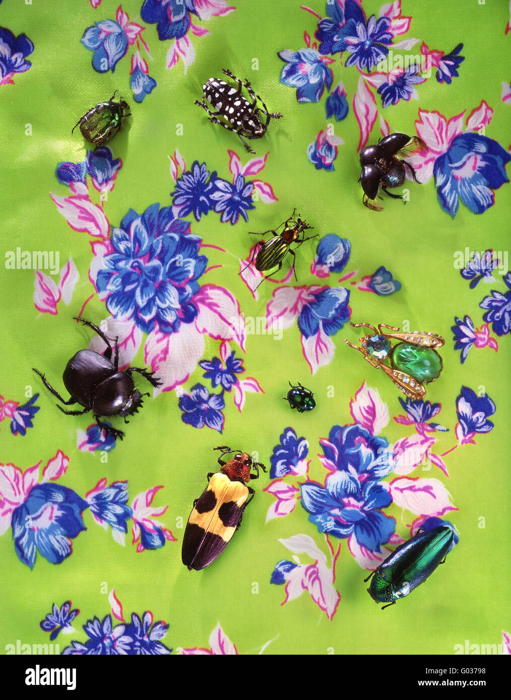 Bugs on meadow Stock Photo - Alamy