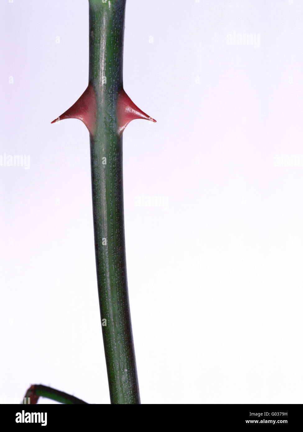 Defense wound hi-res stock photography and images - Alamy