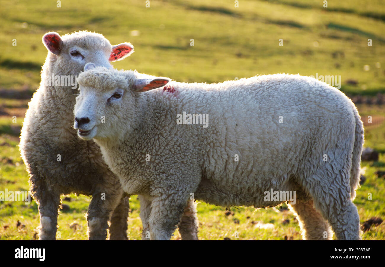 Happy sheep hi-res stock photography and images - Alamy