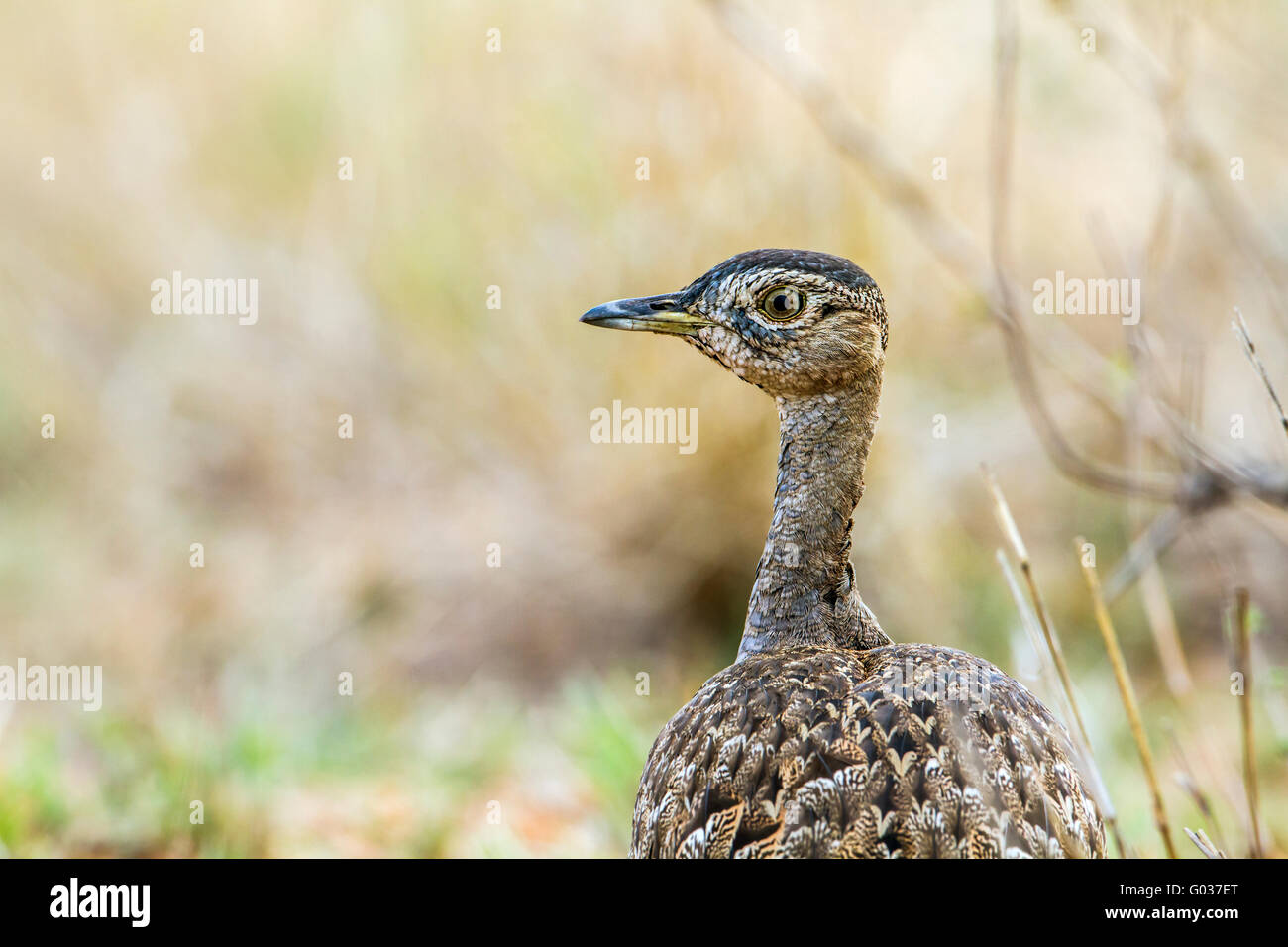Black-bellied bustard in Kruger national park, South Africa ; Specie ...